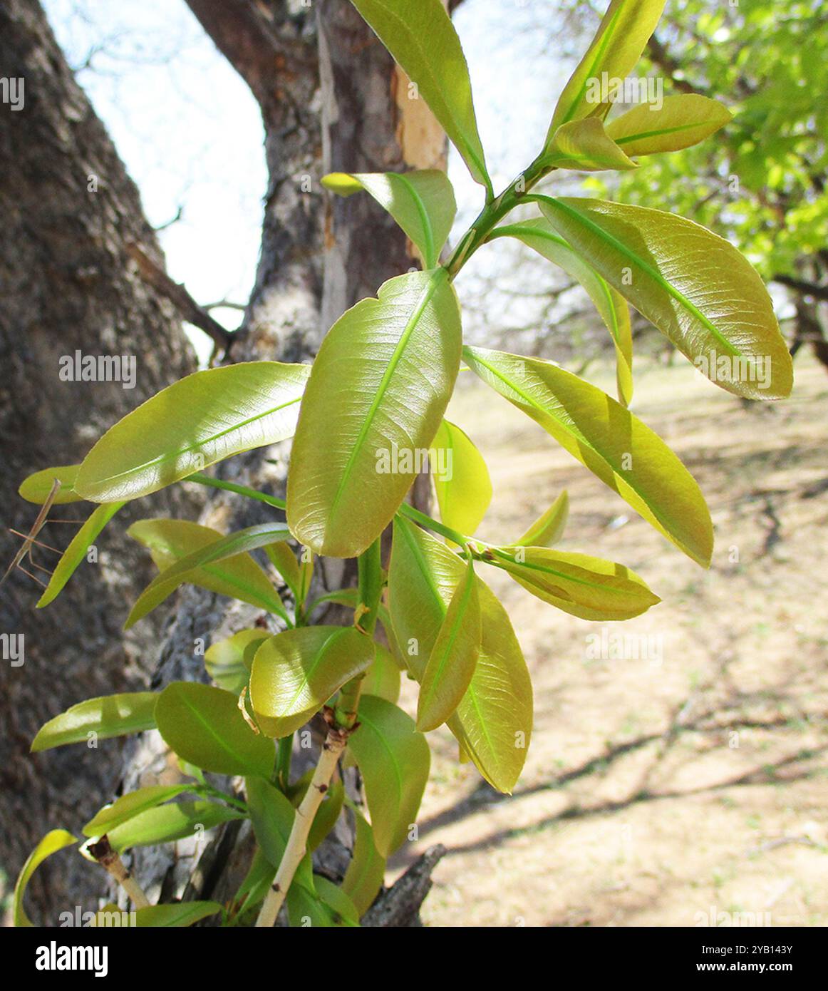 peeling plane (Ochna pulchra) Plantae Stock Photo - Alamy
