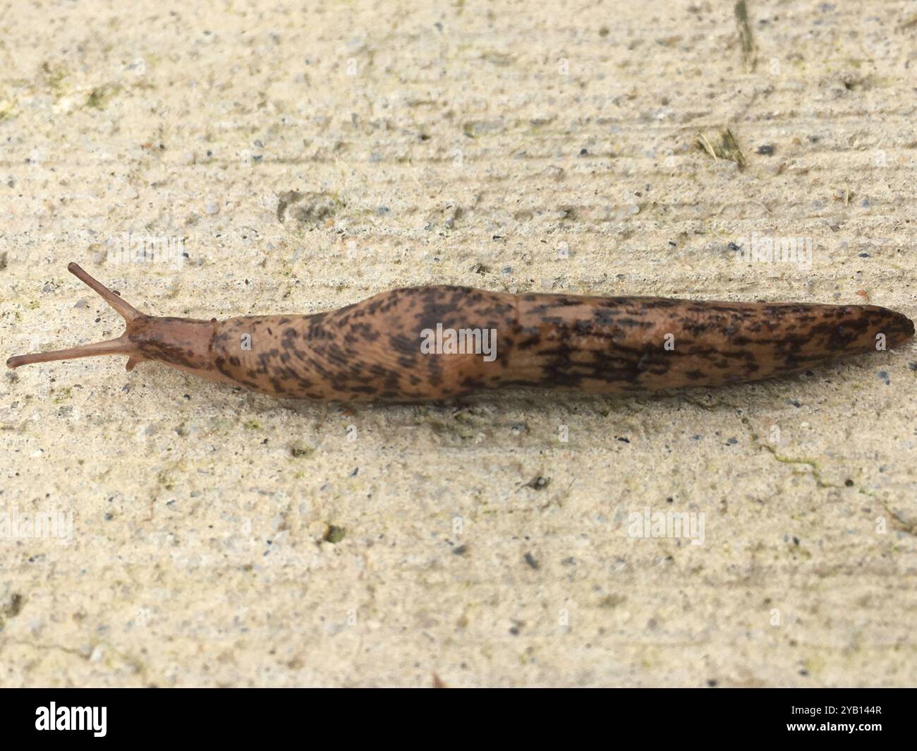 Milky Slug (Deroceras reticulatum) Mollusca Stock Photo - Alamy