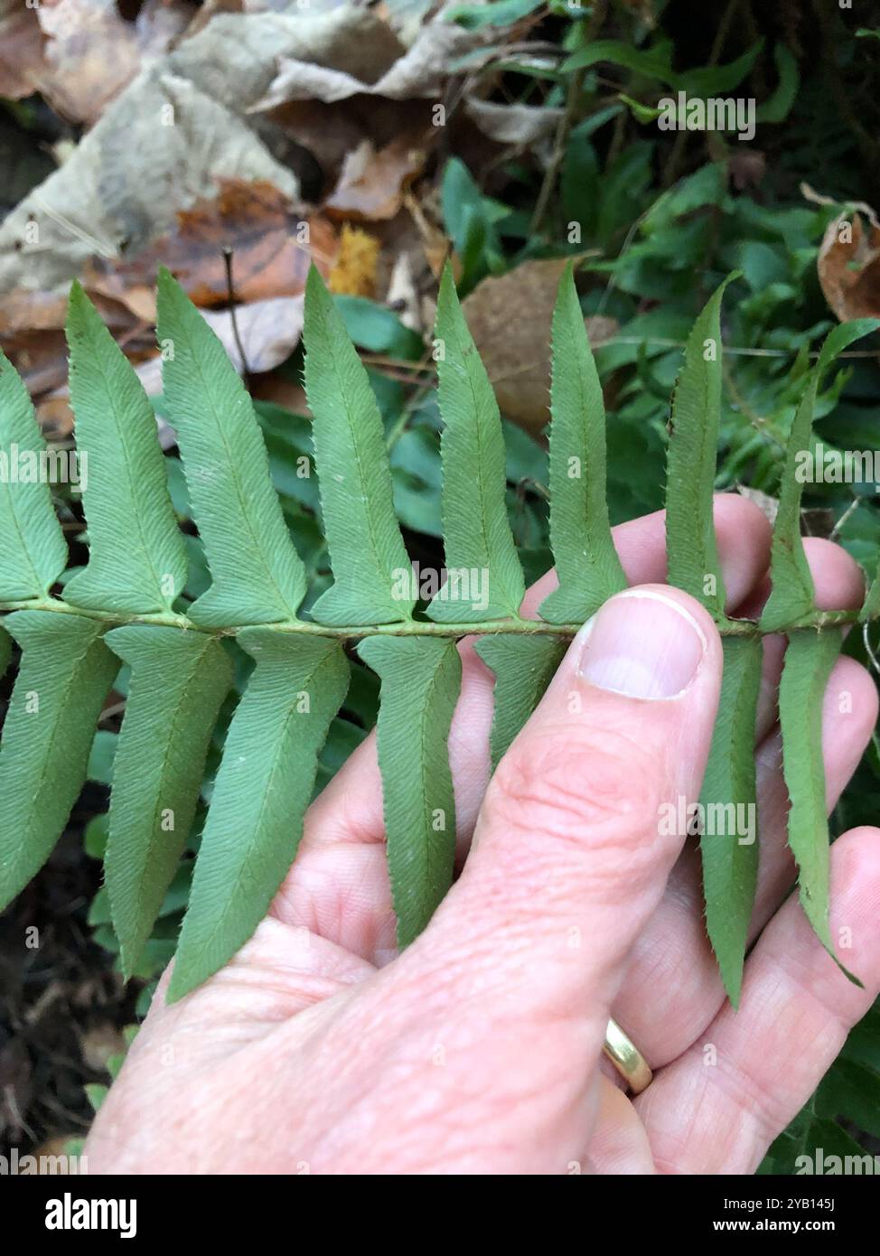 Christmas fern (Polystichum acrostichoides) Plantae Stock Photo - Alamy