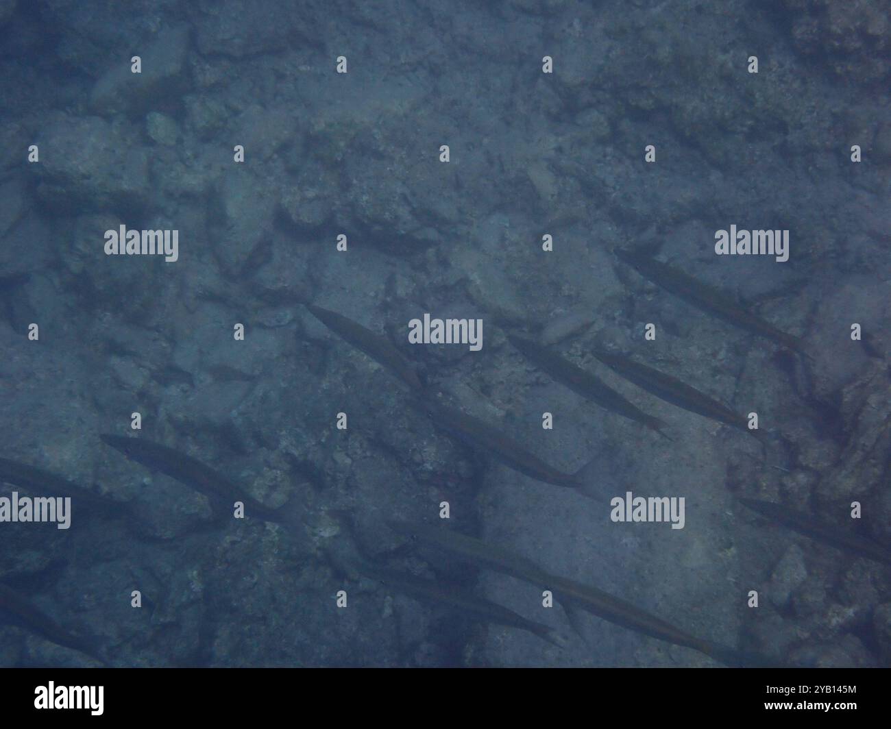 Striped Barracuda (Sphyraena pinguis) Actinopterygii Stock Photo - Alamy