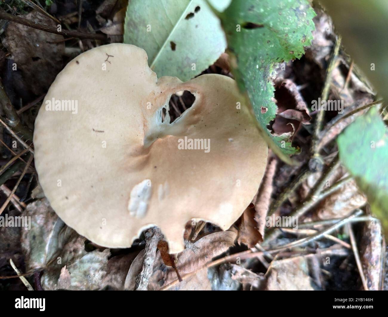 Common Funnel (Infundibulicybe gibba) Fungi Stock Photo - Alamy
