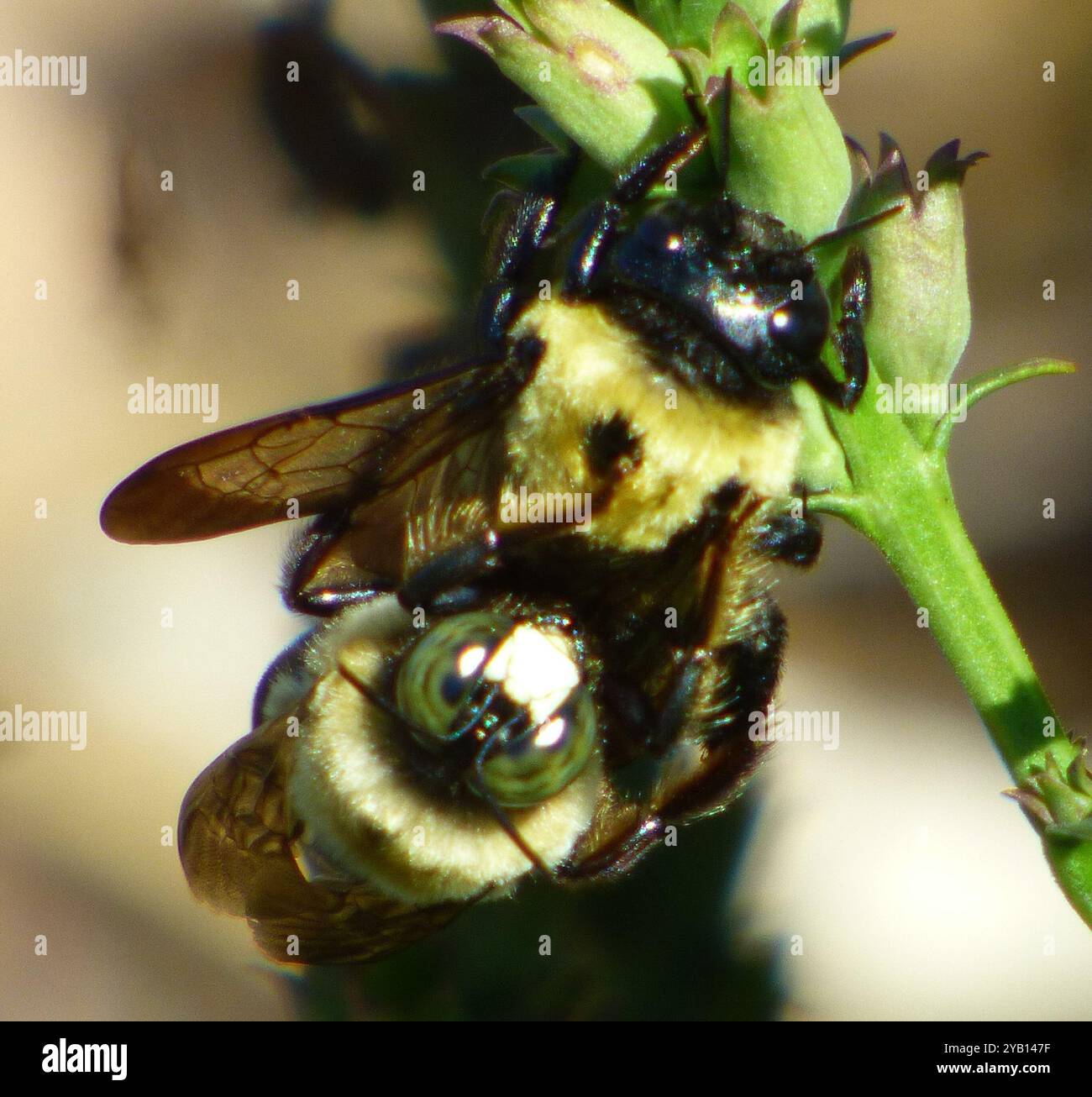 Eastern Carpenter Bee (Xylocopa virginica) Insecta Stock Photo - Alamy