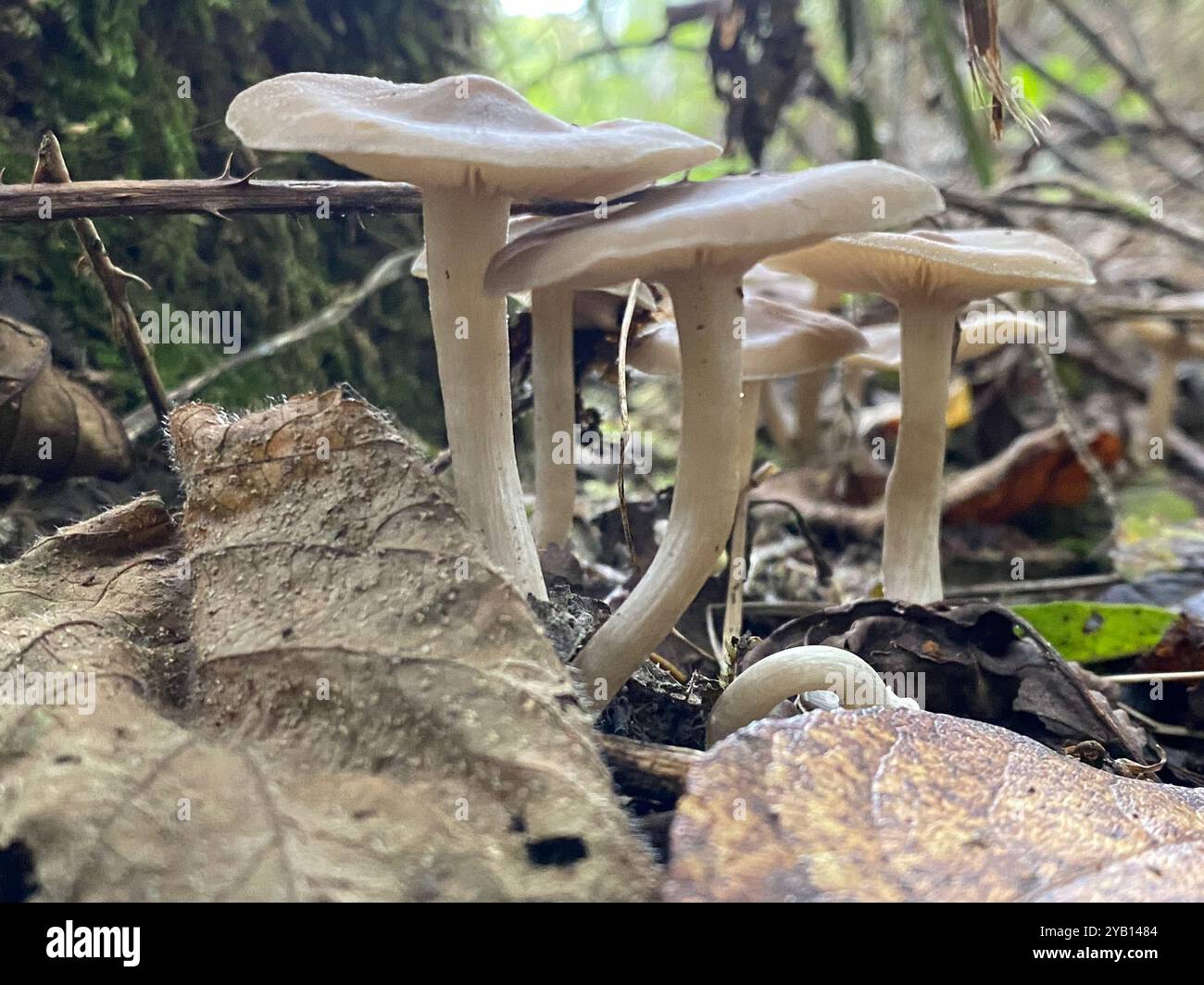 Fragrant Funnel (Clitocybe fragrans) Fungi Stock Photo - Alamy