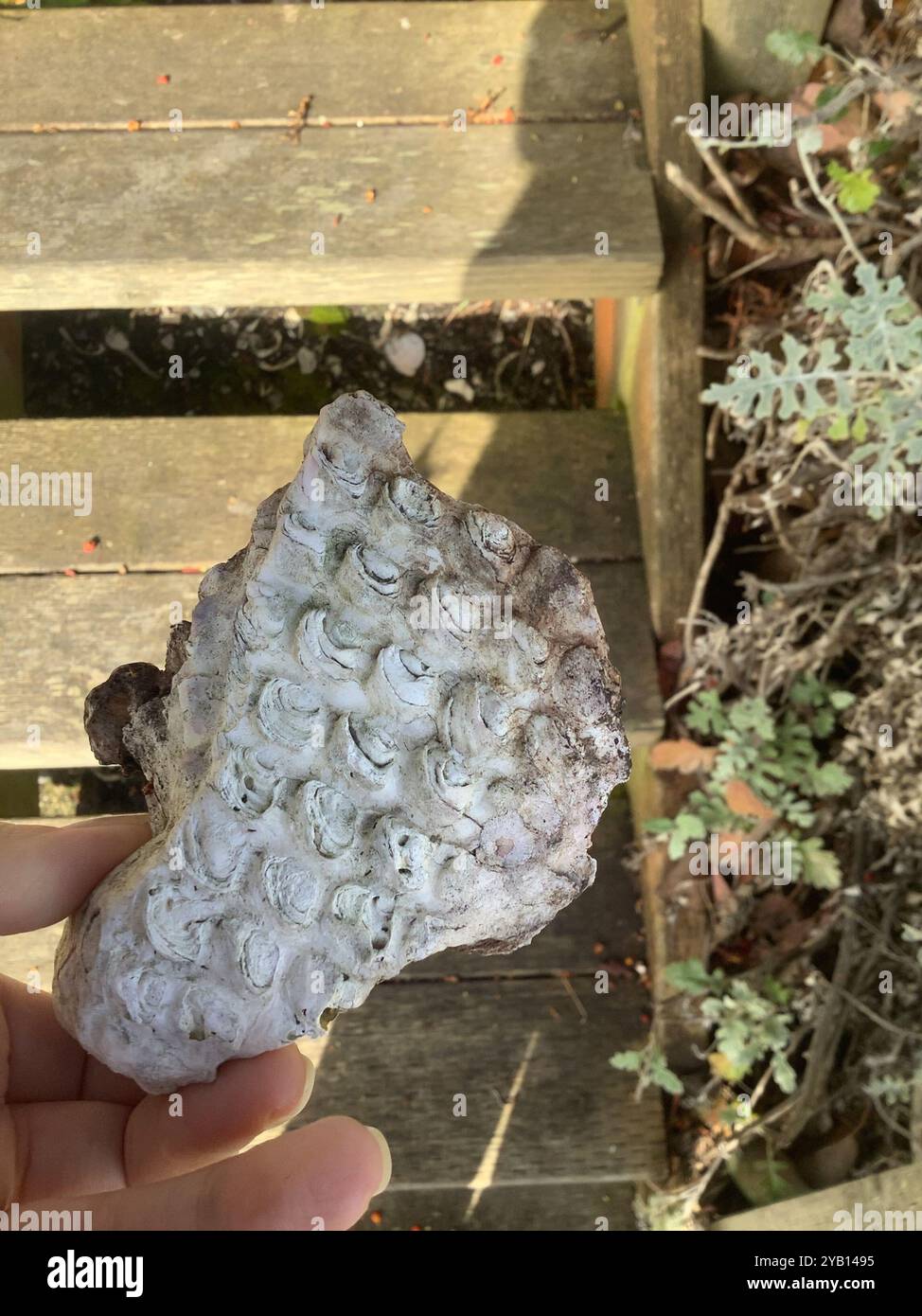 Pacific Oyster (Magallana gigas) Mollusca Stock Photo - Alamy