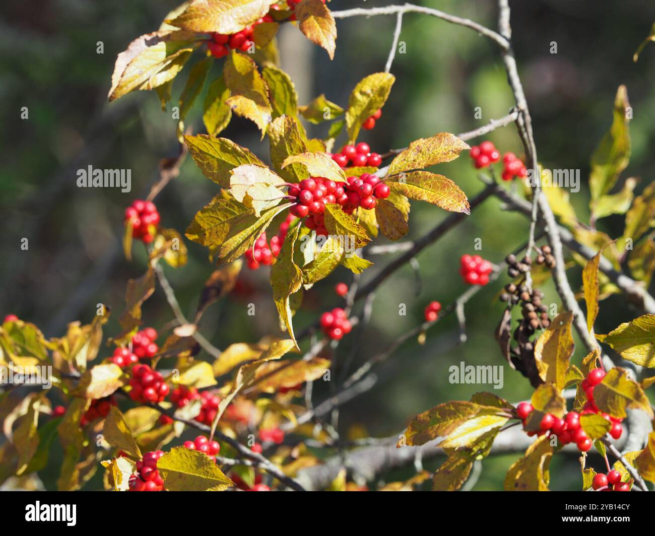 winterberry holly (Ilex verticillata) Plantae Stock Photo - Alamy