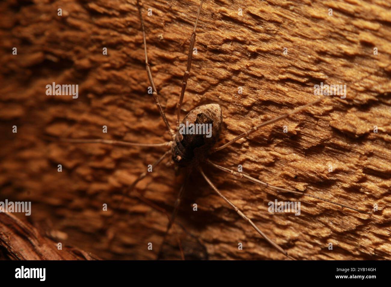 European Harvestman (Phalangium opilio) Arachnida Stock Photo - Alamy