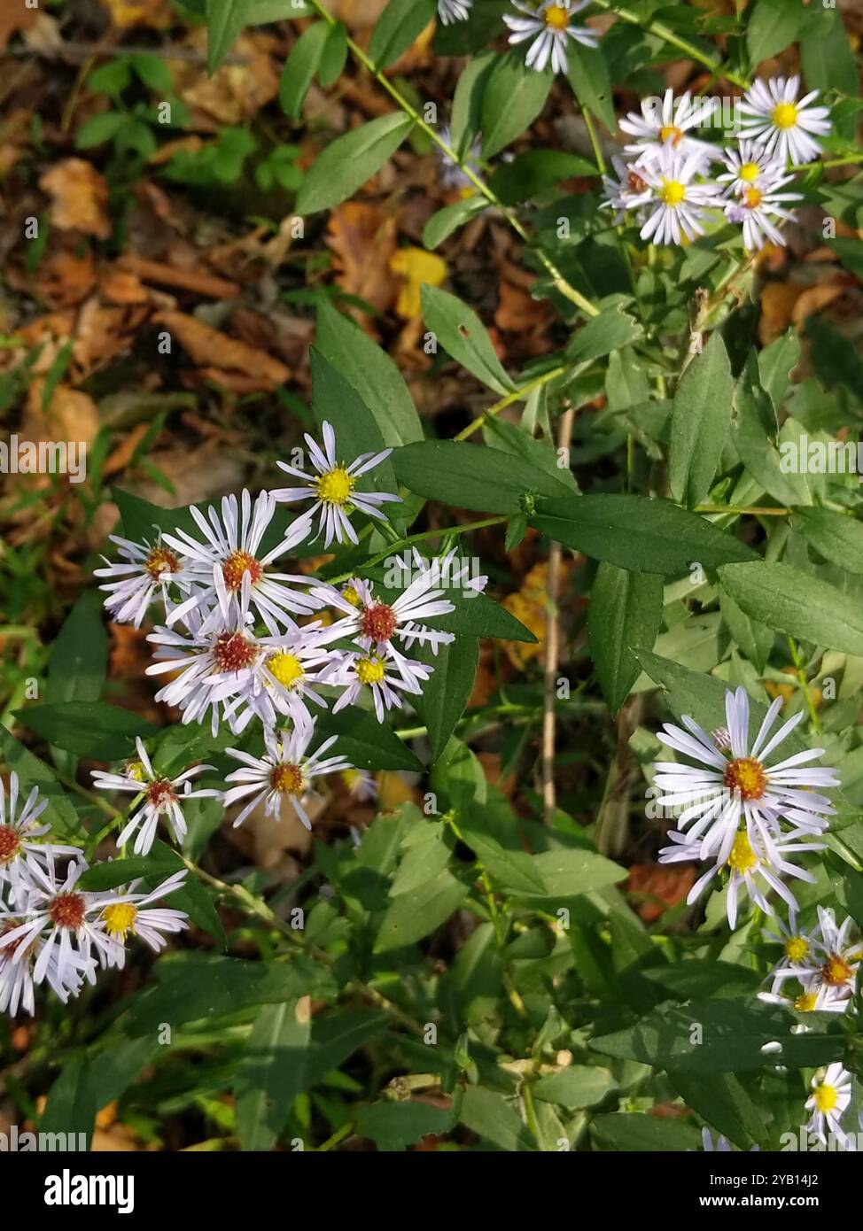 swamp aster (Symphyotrichum puniceum) Plantae Stock Photo - Alamy