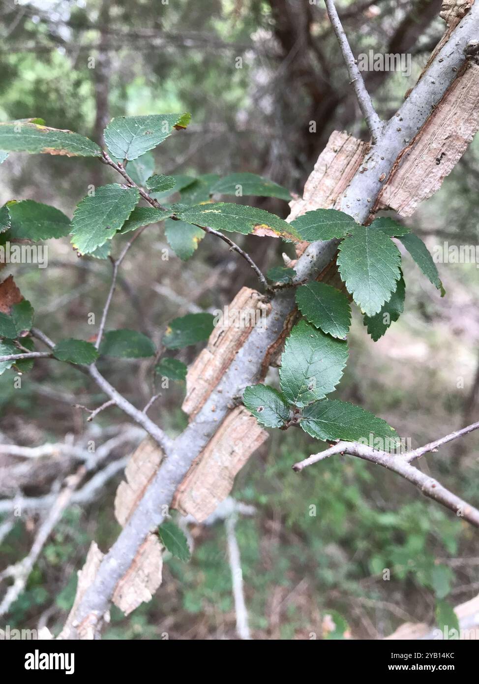 Cedar Elm (Ulmus crassifolia) Plantae Stock Photo - Alamy