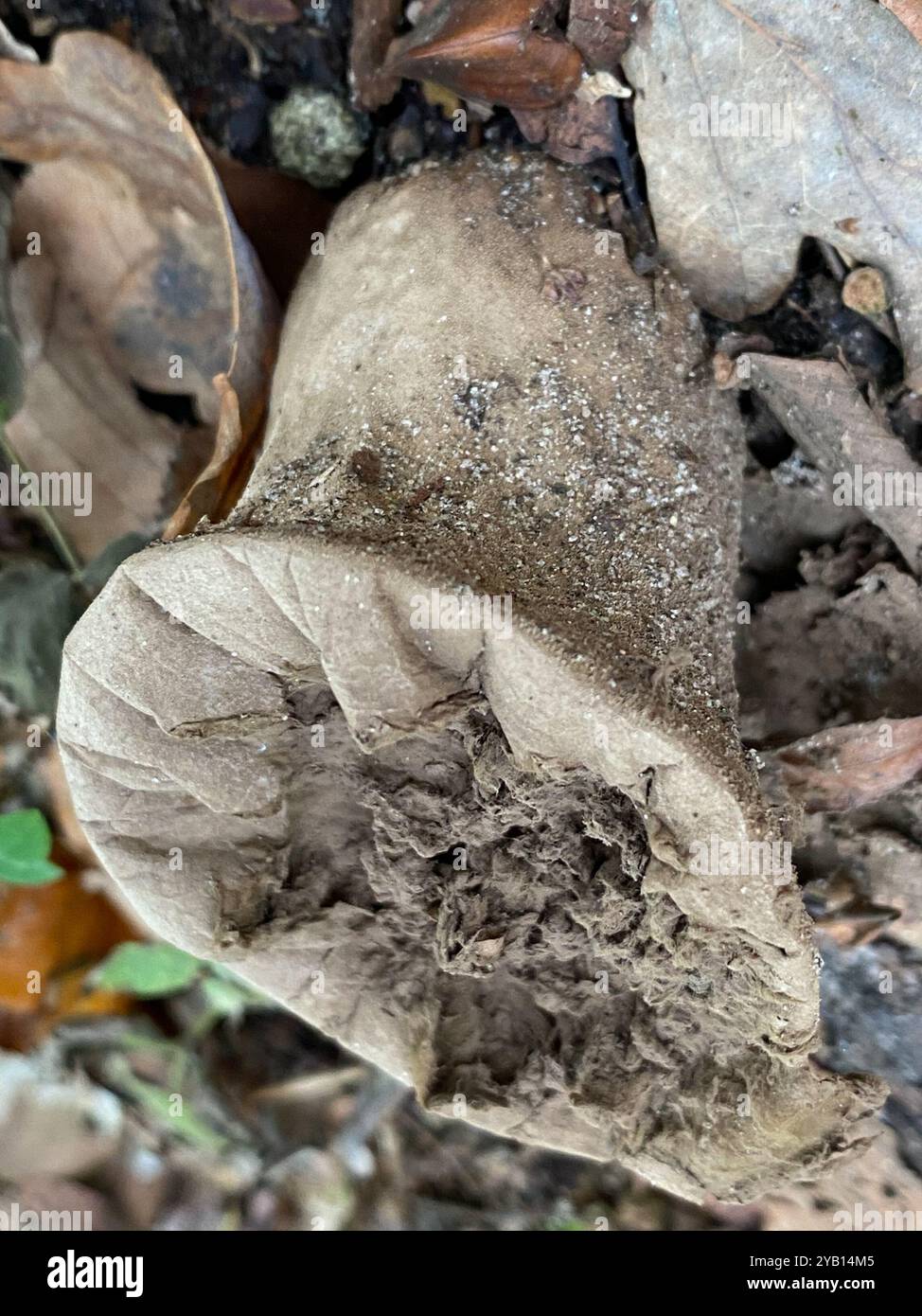 Pestle Puffball (Lycoperdon excipuliforme) Fungi Stock Photo - Alamy