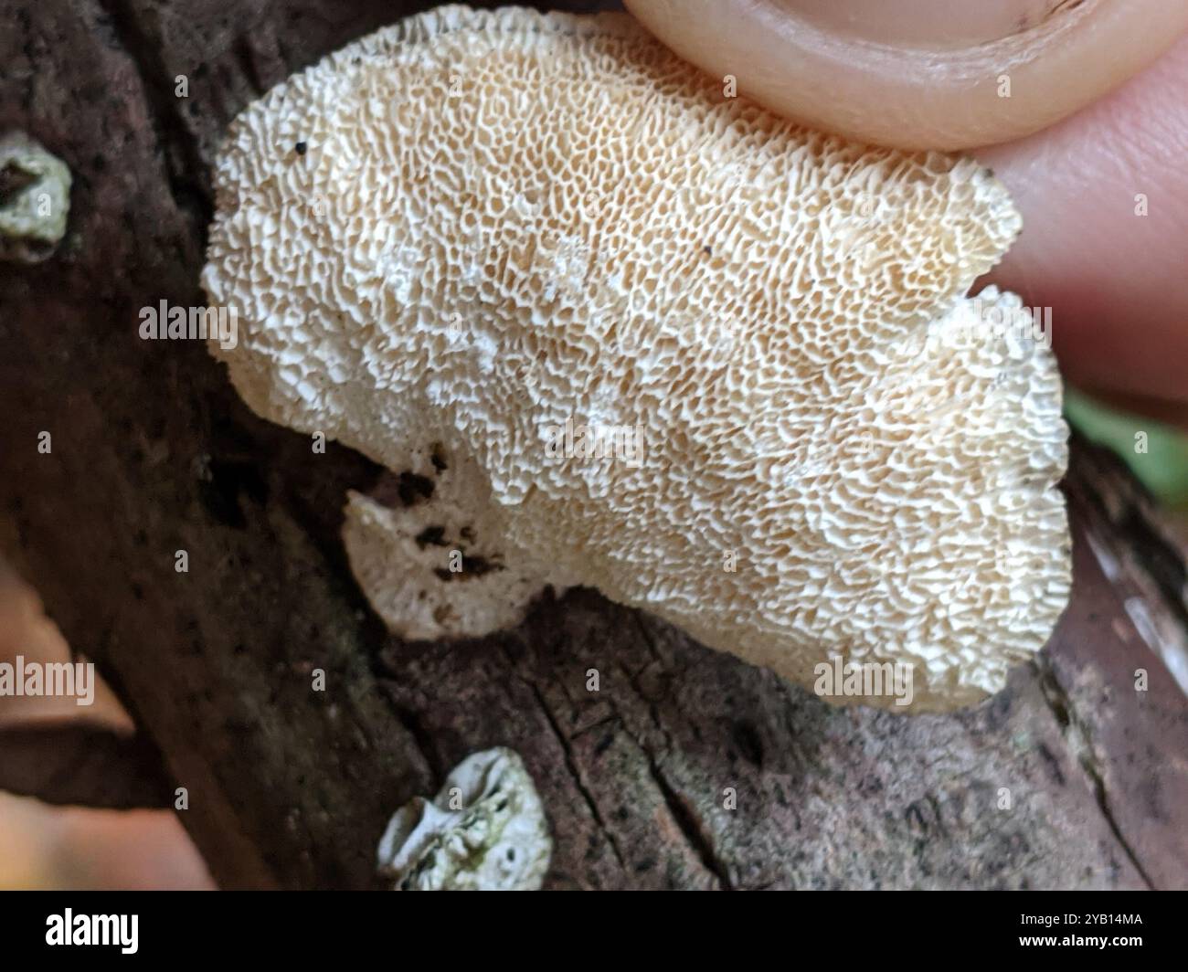 little nest polypore (Trametes conchifer) Fungi Stock Photo - Alamy