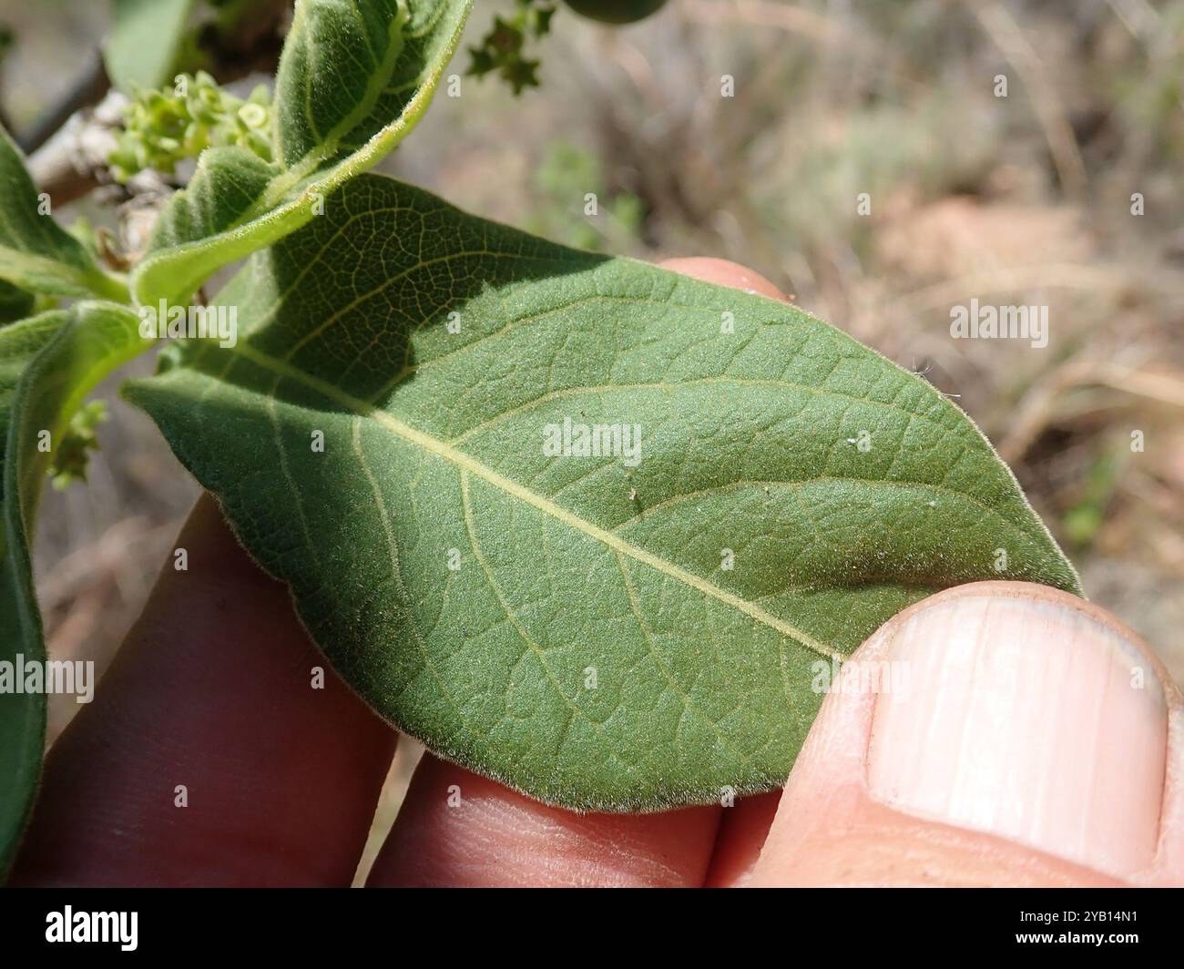 wild-medlar (Vangueria infausta) Plantae Stock Photo - Alamy