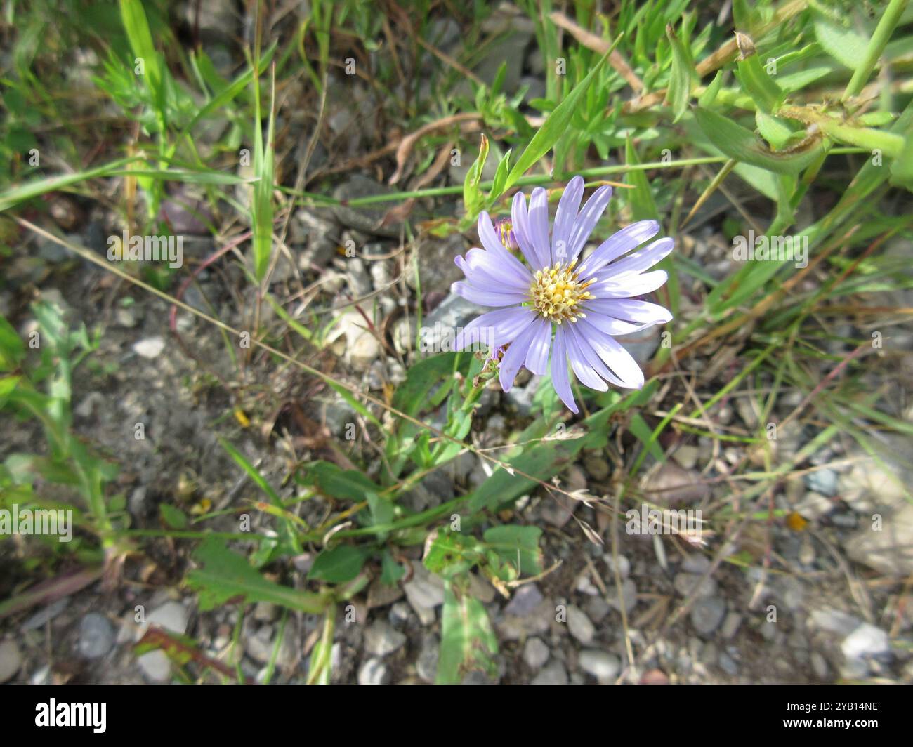 American asters (Symphyotrichum) Plantae Stock Photo - Alamy