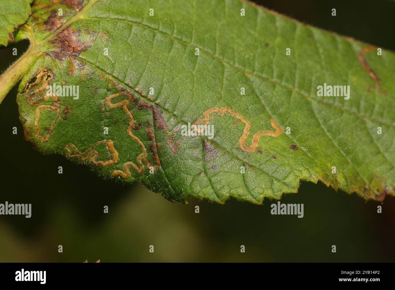 Hazel Leafminer Moth (Stigmella microtheriella) Insecta Stock Photo - Alamy