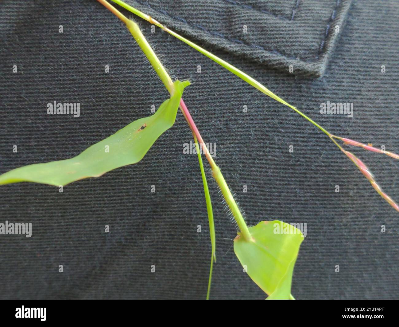 bristlegrasses, bluestems, paspalums, and allies (Panicoideae) Plantae ...