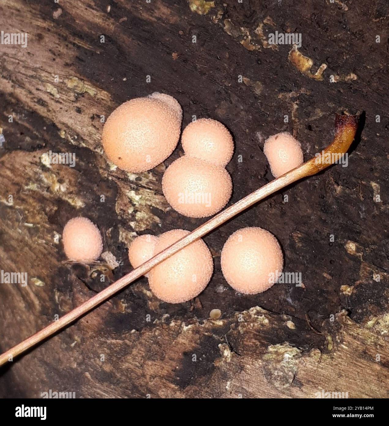 Wolf's Milk (Lycogala epidendrum) Protozoa Stock Photo - Alamy