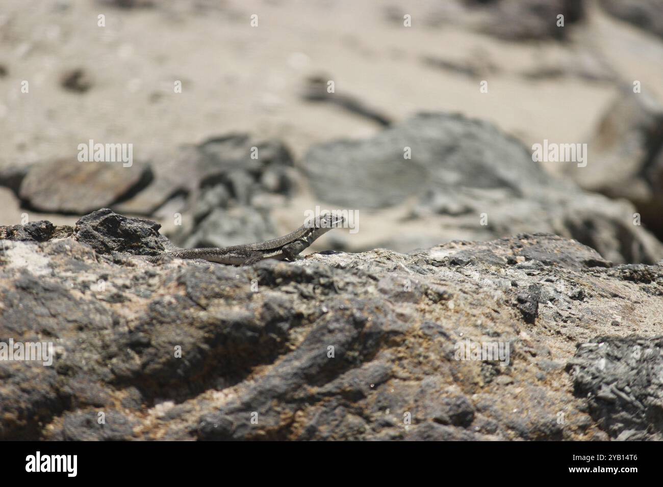 Peru Pacific Iguana (Microlophus peruvianus) Reptilia Stock Photo - Alamy