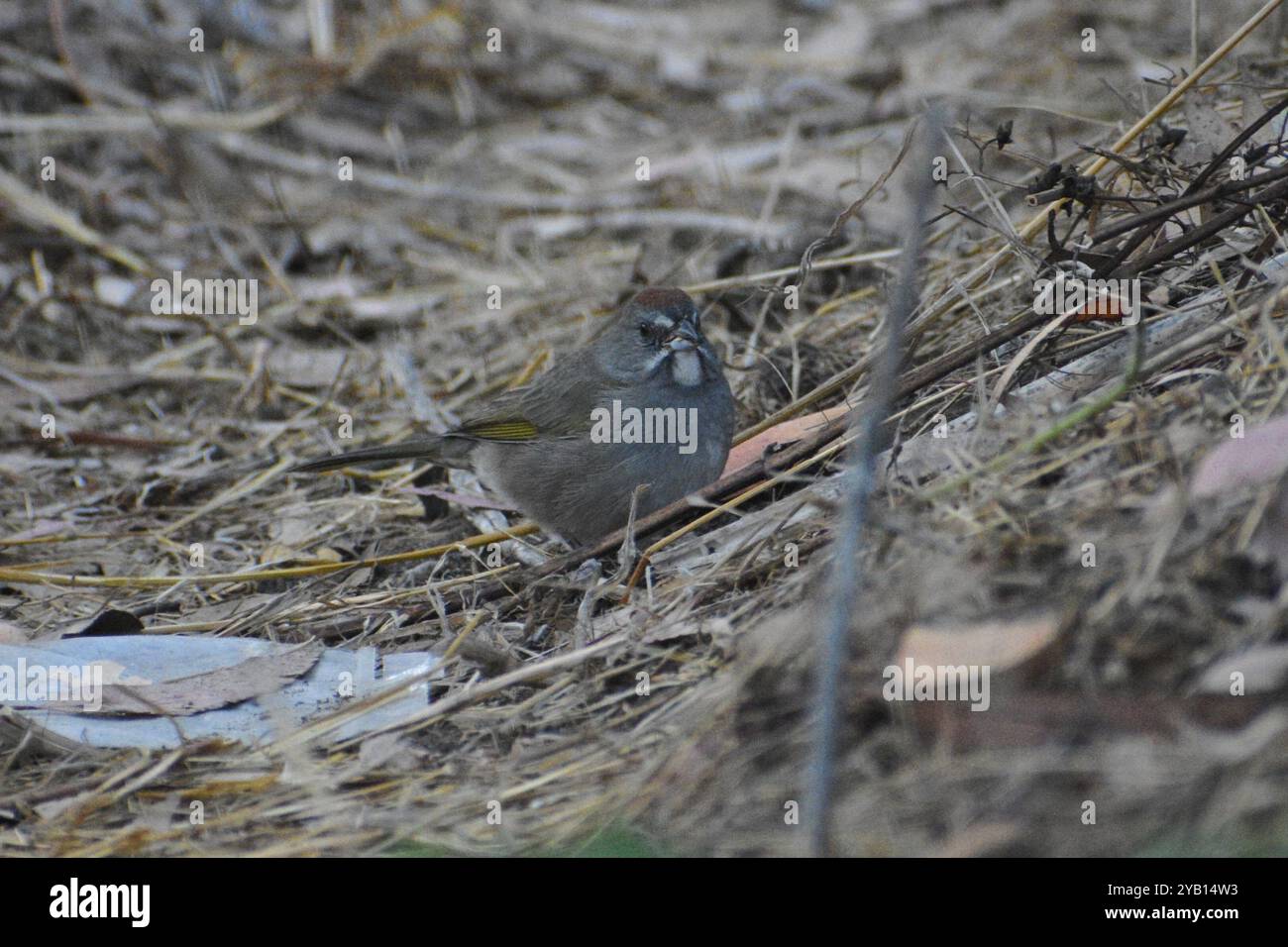 Green-tailed Towhee (Pipilo chlorurus) Aves Stock Photo - Alamy