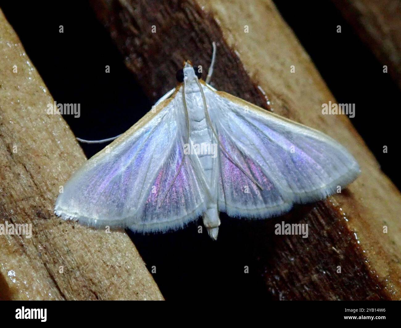 Pearl Moths (Spilomelinae) Insecta Stock Photo - Alamy