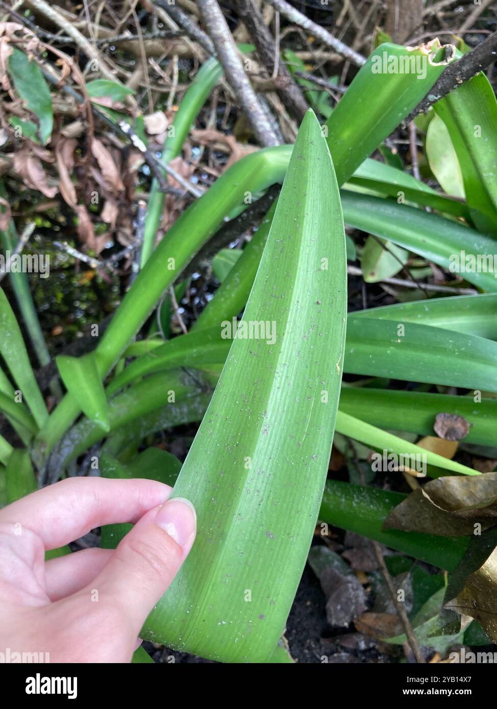 flowering plants (Angiospermae) Plantae Stock Photo - Alamy