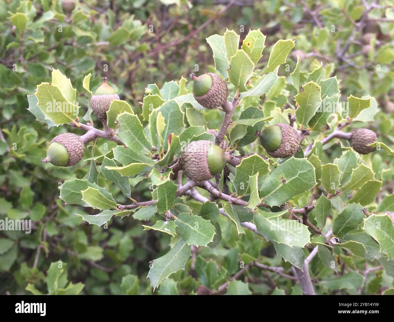Kermes oak (Quercus coccifera) Plantae Stock Photo - Alamy