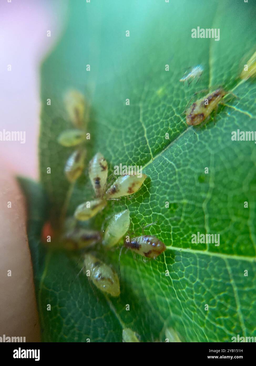 Norway Maple Aphid (Periphyllus lyropictus) Insecta Stock Photo - Alamy