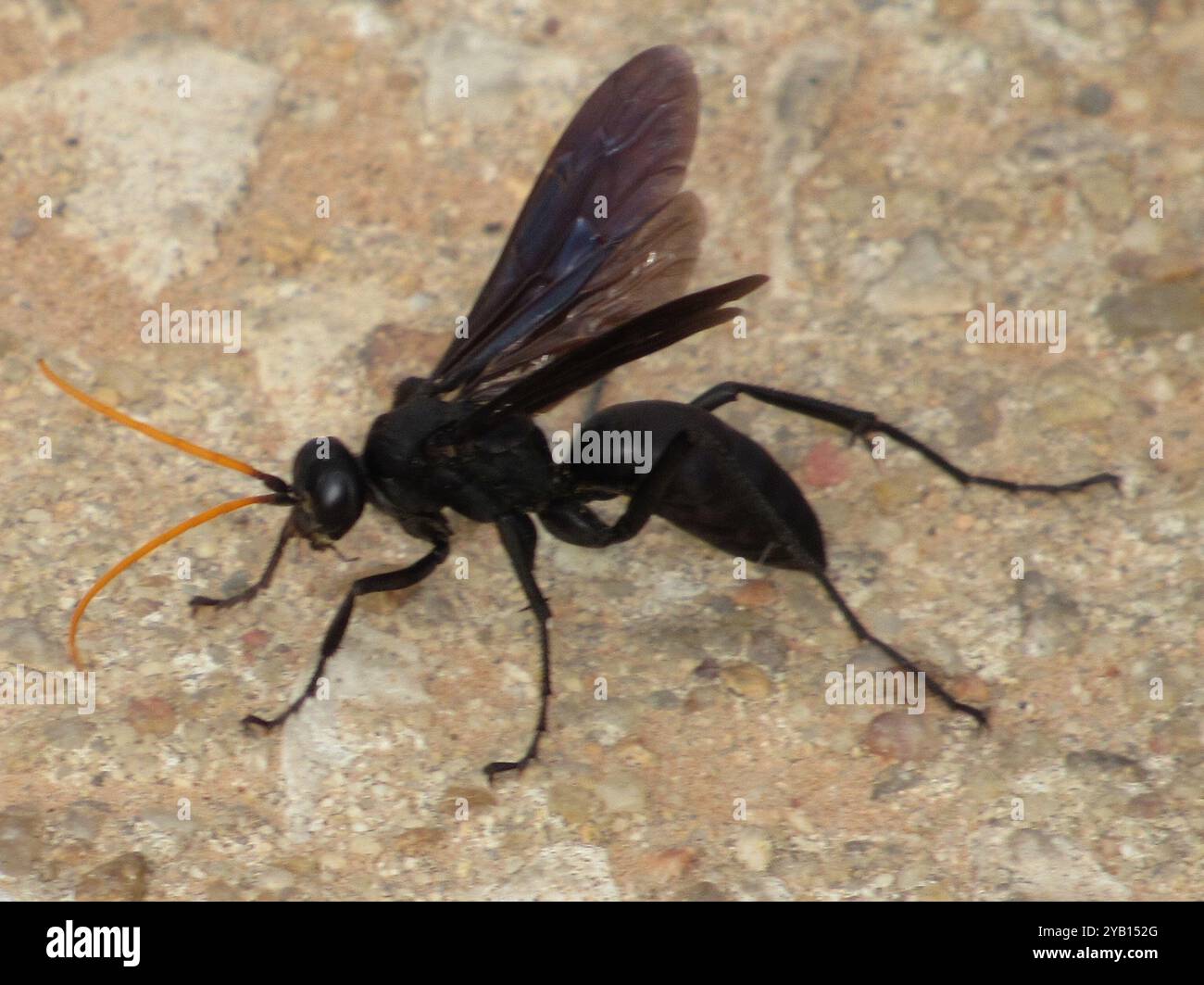 Eastern Tawny-horned Spider Wasp (Entypus unifasciatus) Insecta Stock ...