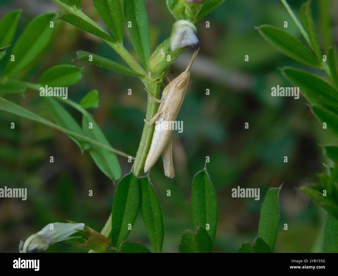(Sinipta dalmani) Insecta Stock Photo - Alamy