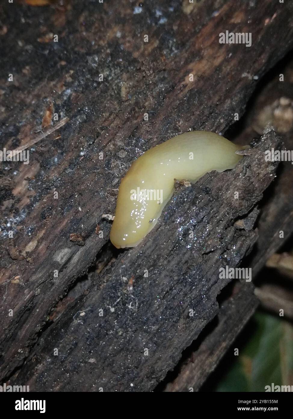 Lemon Slug (Malacolimax tenellus) Mollusca Stock Photo - Alamy