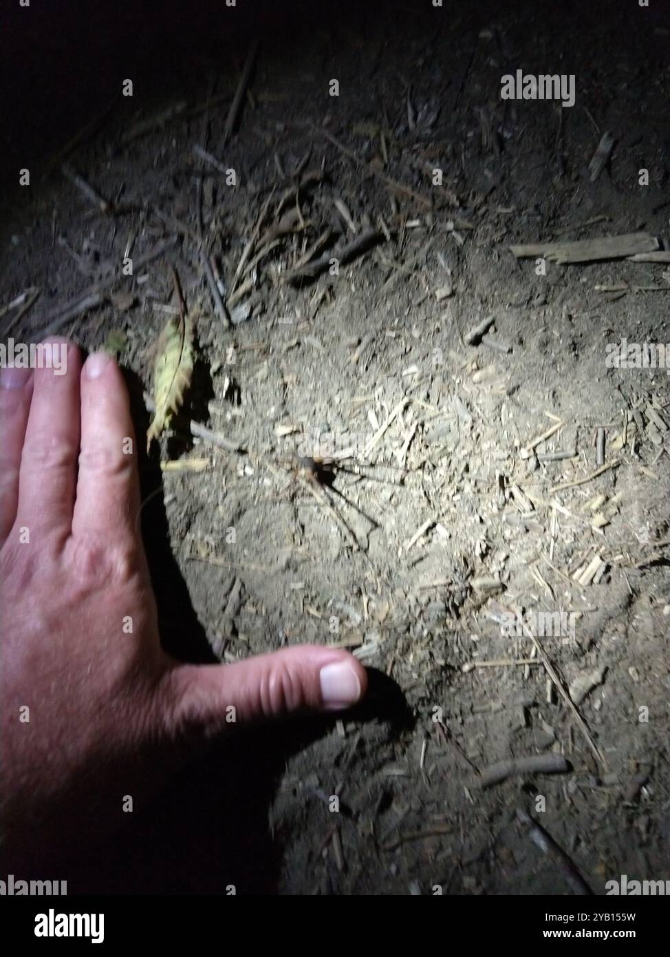 Square-legged Camel Cricket (Tropidischia xanthostoma) Insecta Stock ...