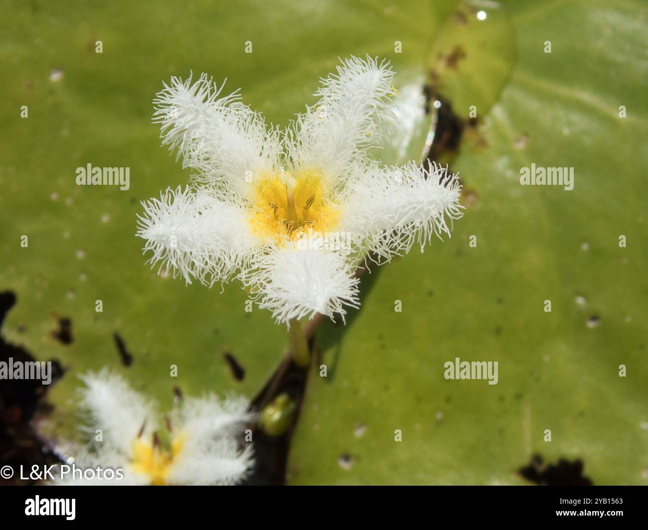 Floatingheart (Nymphoides humboldtiana) Plantae Stock Photo - Alamy