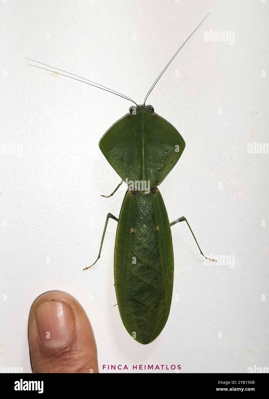 Tropical Shield Mantis (Choeradodis rhomboidea) Insecta Stock Photo - Alamy