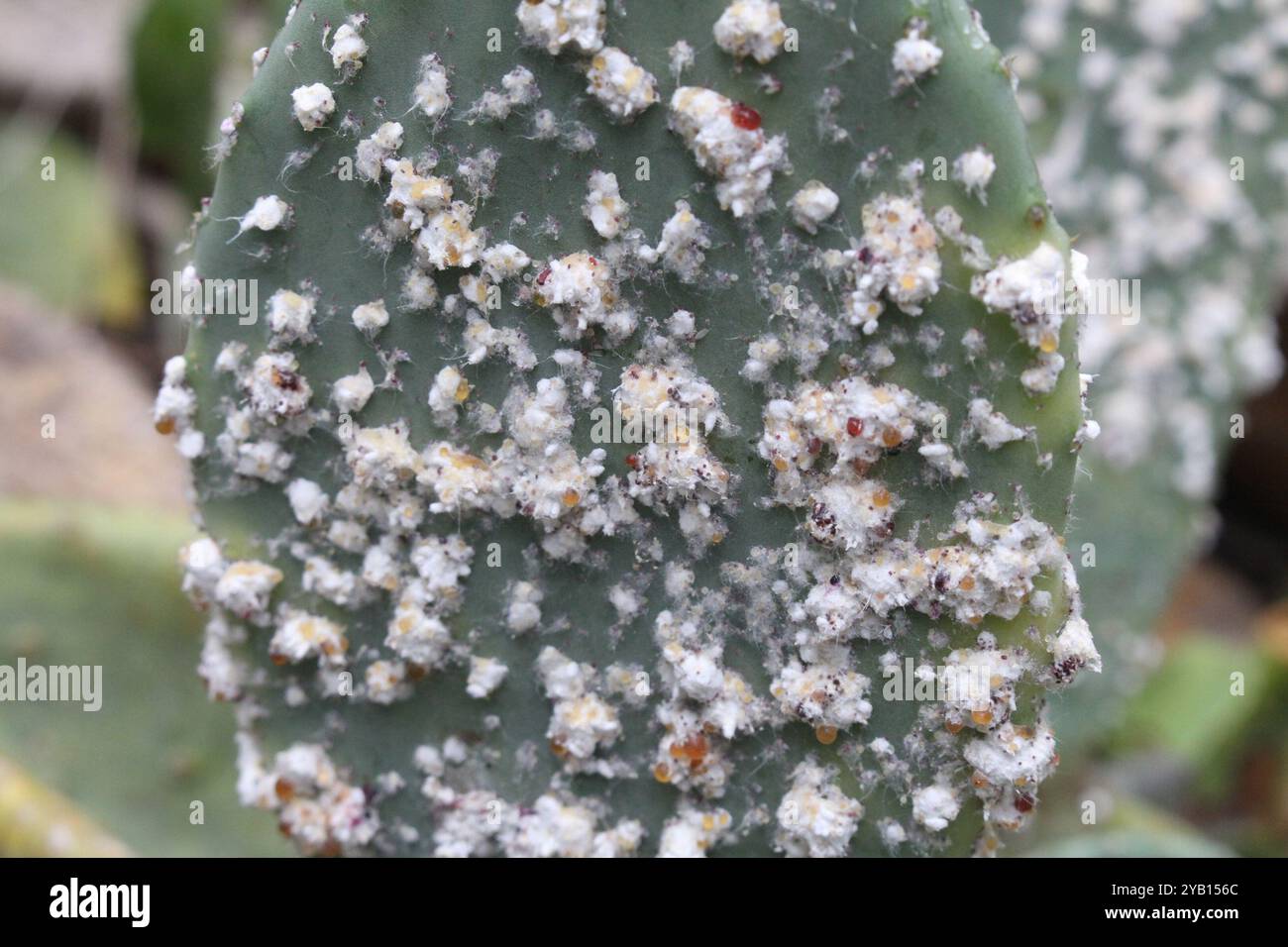 Cochineal Scale Bugs (Dactylopius) Insecta Stock Photo - Alamy