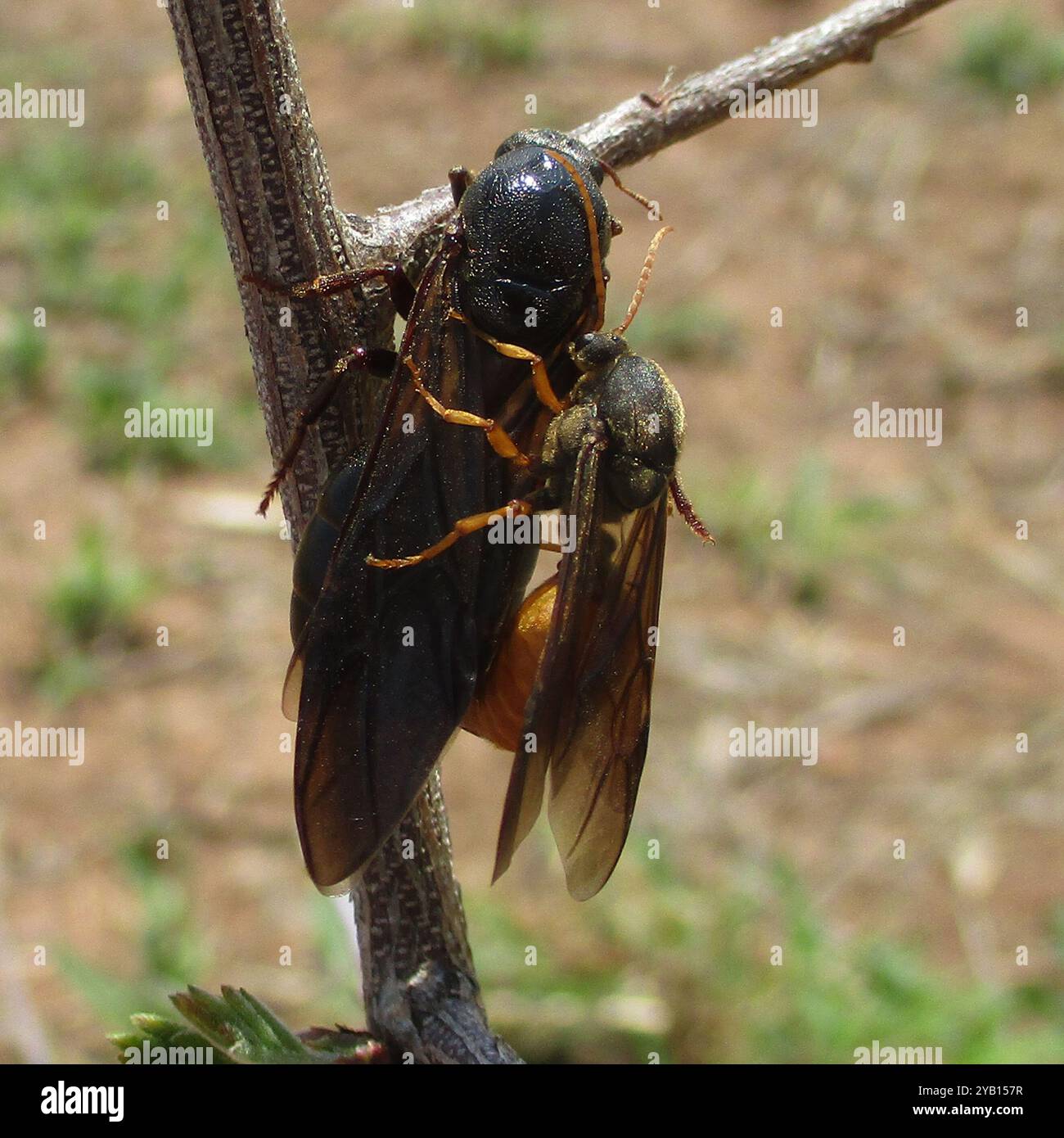 Carebara ant hi-res stock photography and images - Alamy