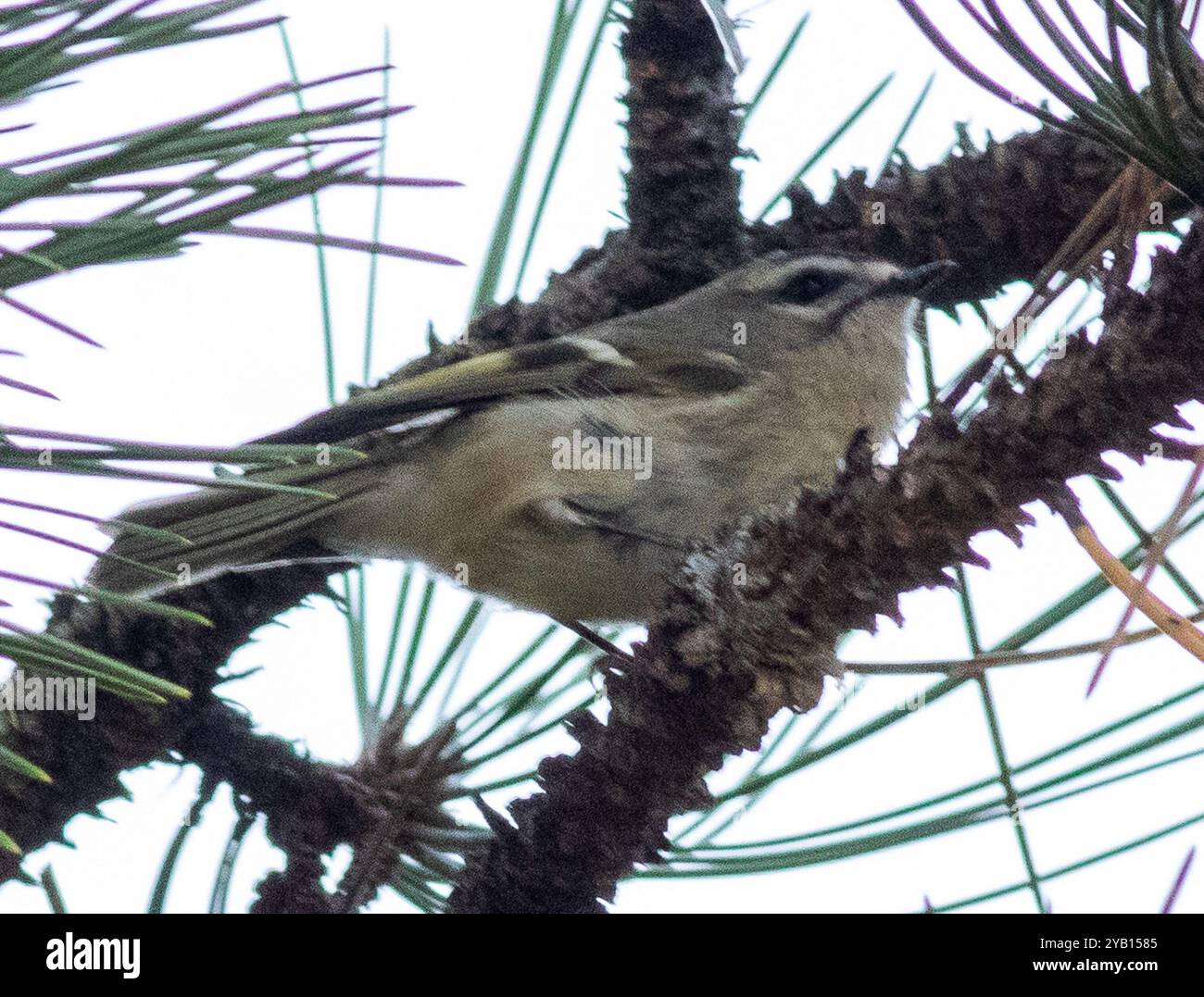 Golden-crowned Kinglet (Regulus satrapa) Aves Stock Photo - Alamy