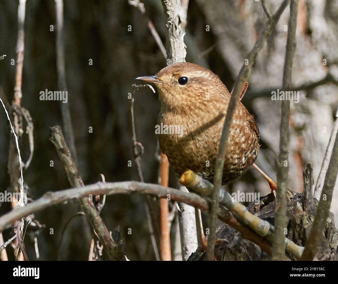 Winter Wren (Troglodytes hiemalis) Aves Stock Photo - Alamy