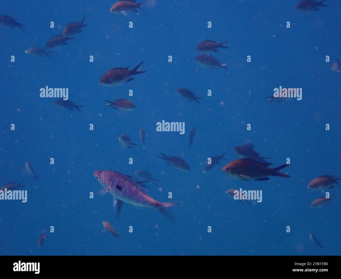 Picarel (Spicara smaris) Actinopterygii Stock Photo - Alamy