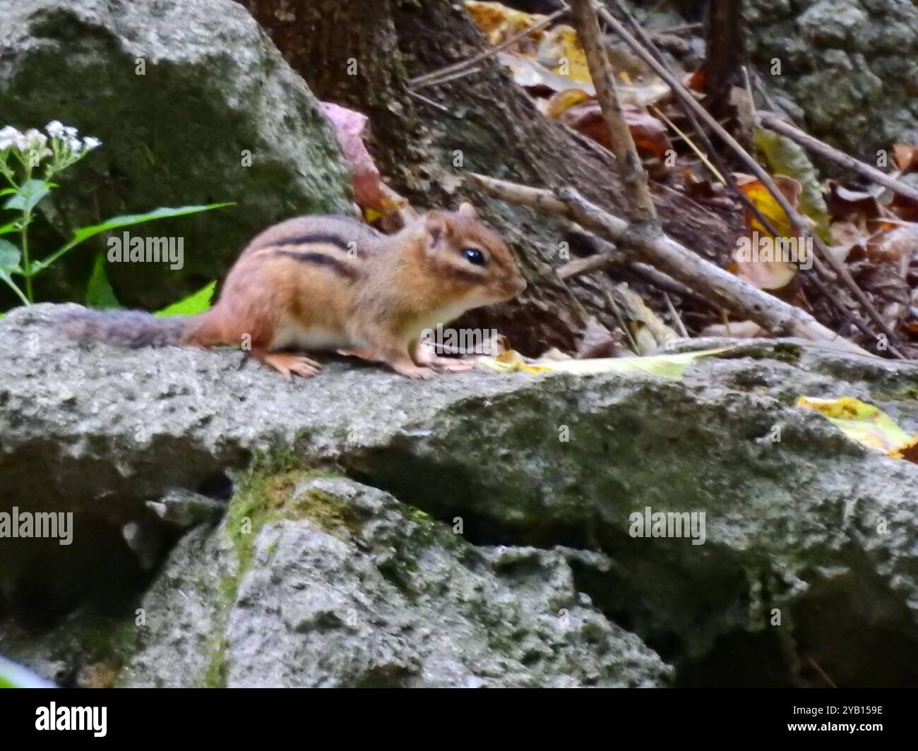 Eastern Chipmunk (Tamias striatus) Mammalia Stock Photo - Alamy