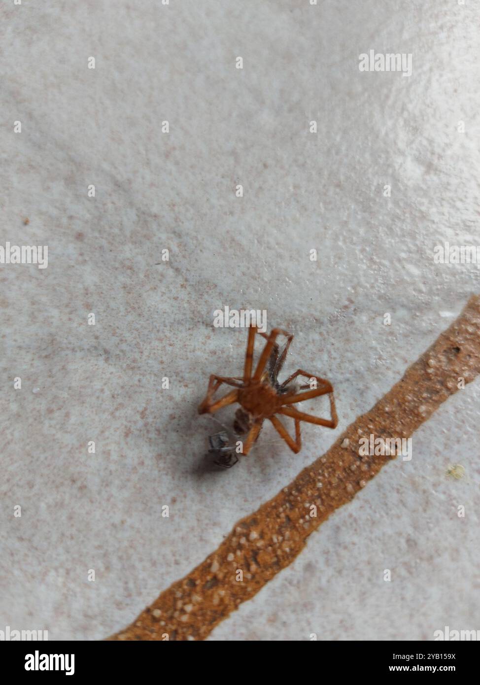 Typical Spiders (Araneomorphae) Arachnida Stock Photo - Alamy