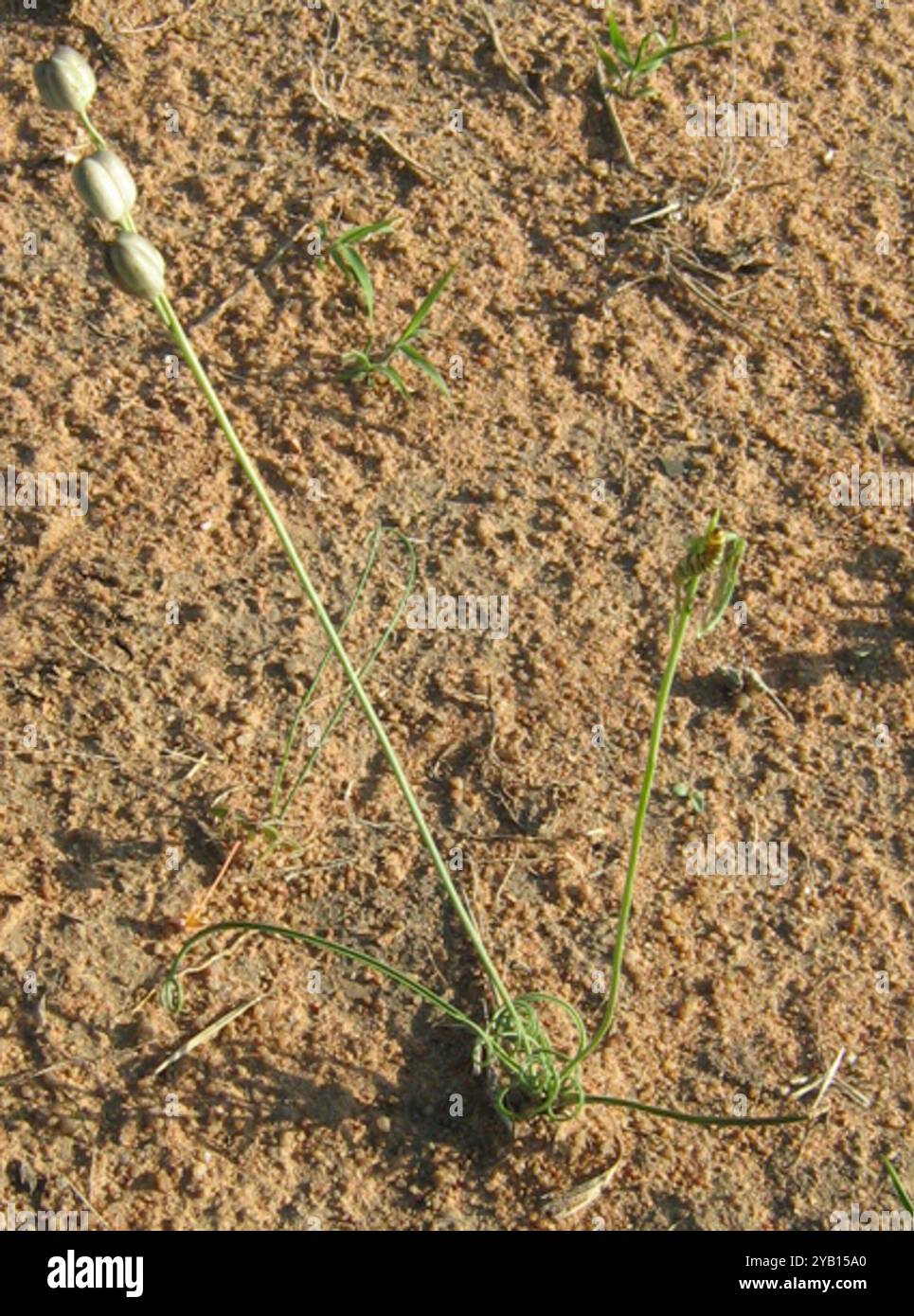 monocots (Liliopsida) Plantae Stock Photo - Alamy