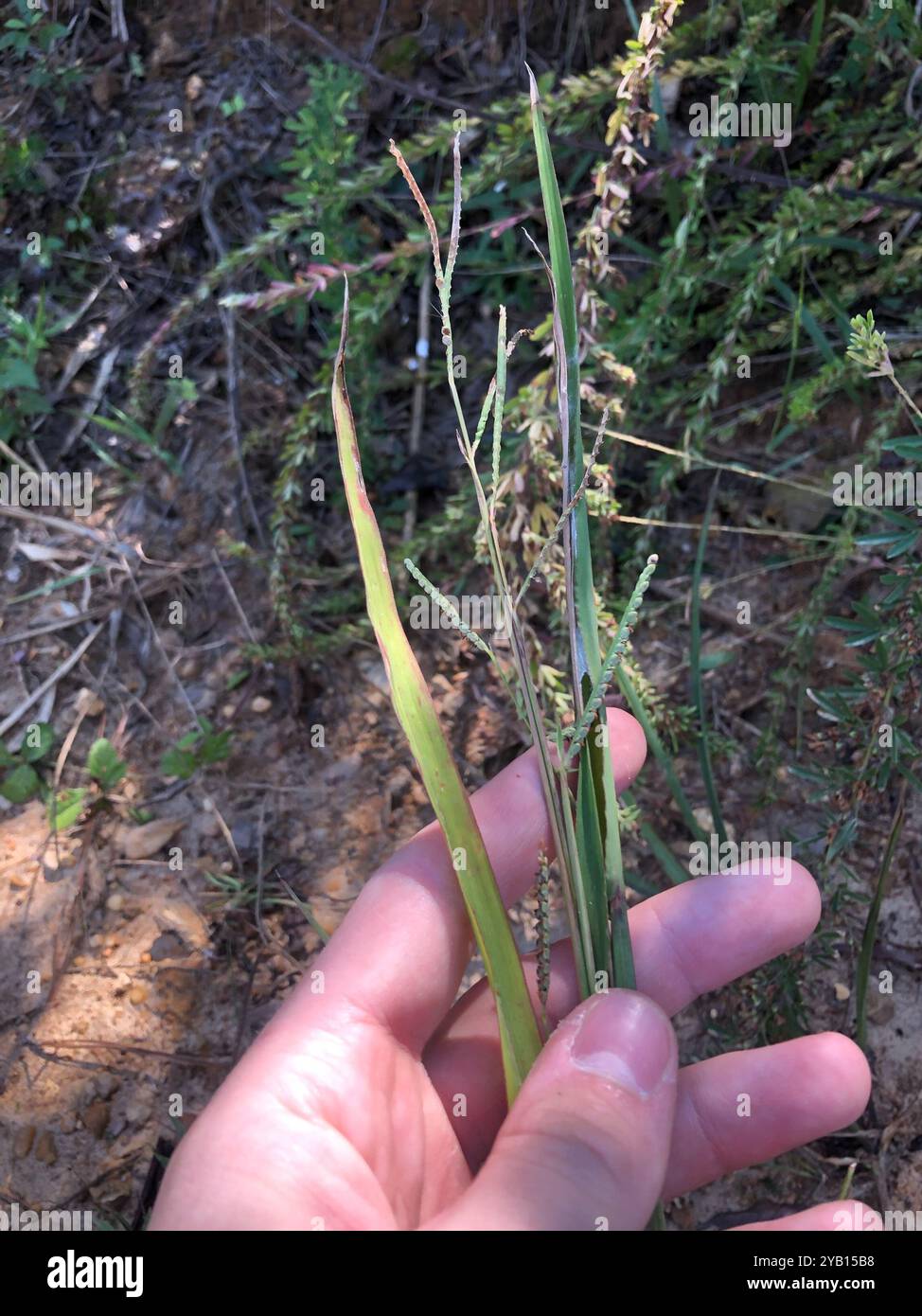 bull crowngrass (Paspalum boscianum) Plantae Stock Photo - Alamy