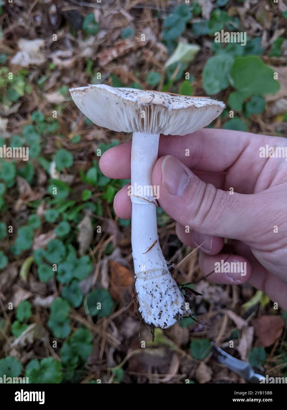 White Dapperling (Leucoagaricus leucothites) Fungi Stock Photo - Alamy