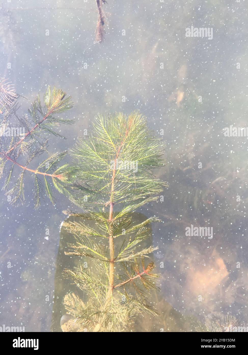 Eurasian water-milfoil (Myriophyllum spicatum) Plantae Stock Photo - Alamy