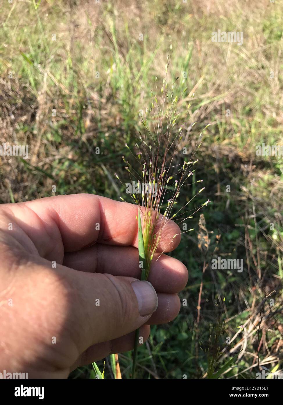 Fall Witchgrass (Digitaria cognata) Plantae Stock Photo - Alamy