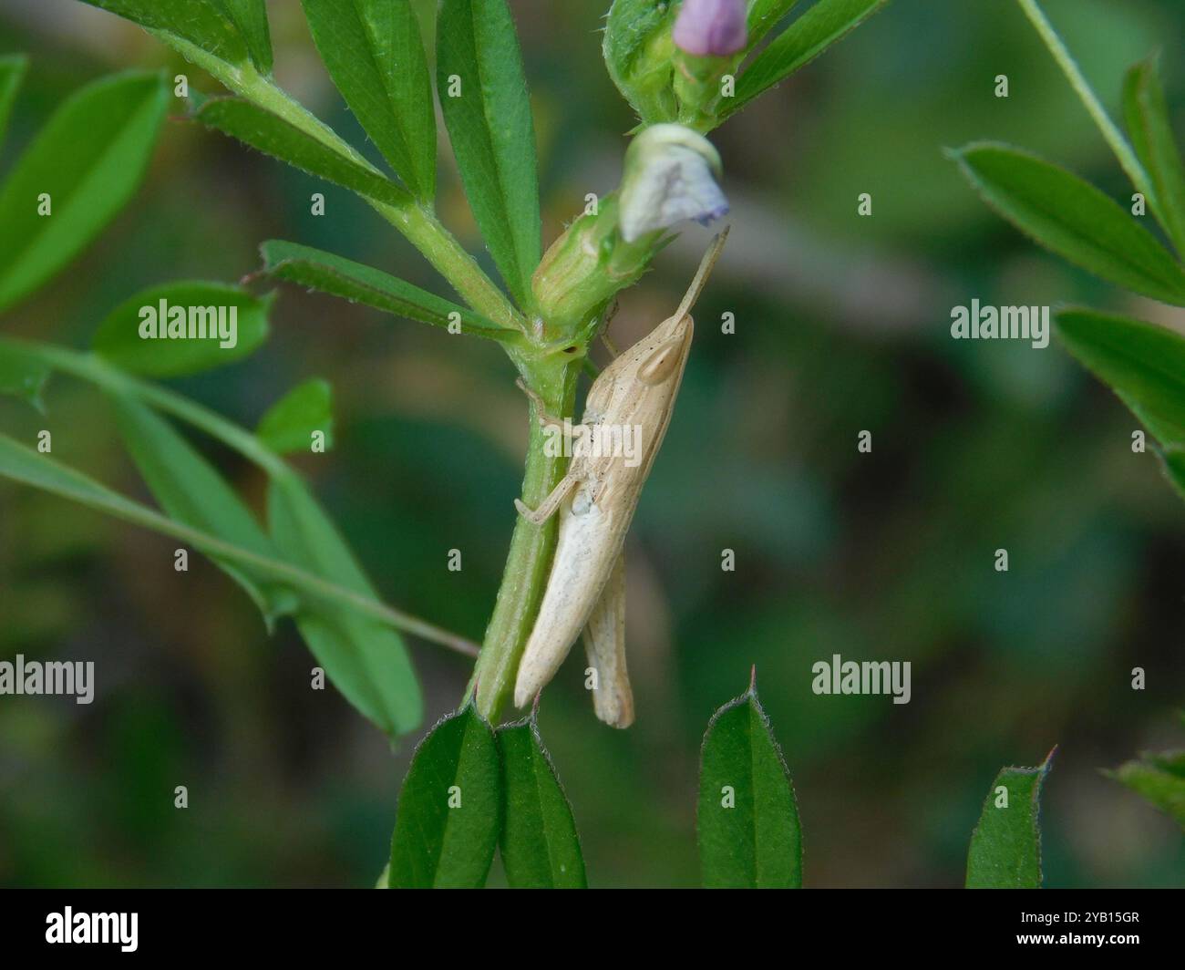 Dalmani hi-res stock photography and images - Alamy