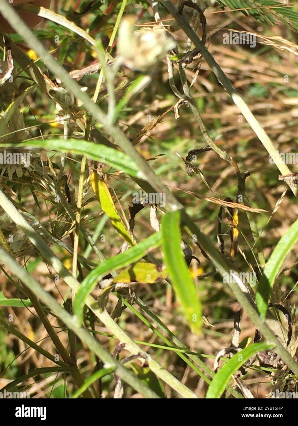 sweet everlasting (Pseudognaphalium obtusifolium) Plantae Stock Photo ...