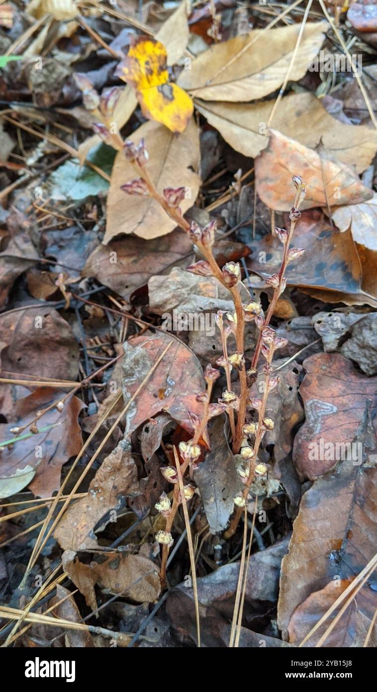 Beechdrops (Epifagus virginiana) Plantae Stock Photo - Alamy
