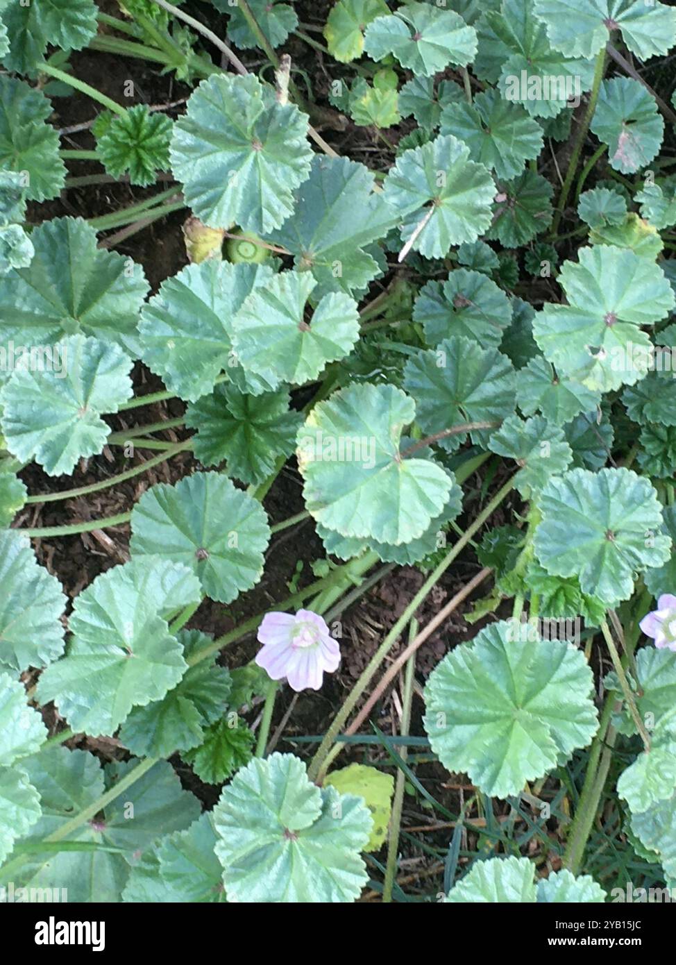 dwarf mallow (Malva neglecta) Plantae Stock Photo - Alamy