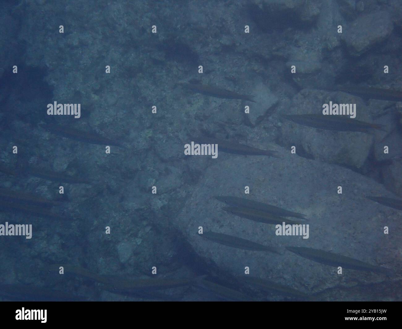 Striped Barracuda (Sphyraena pinguis) Actinopterygii Stock Photo - Alamy