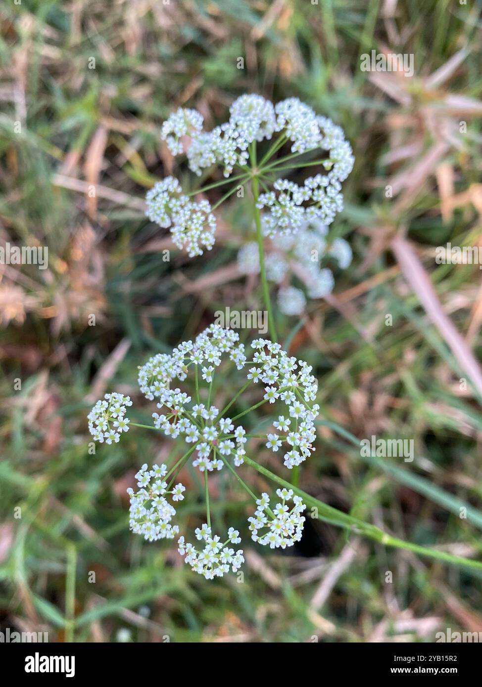 Oxypolis rigidior hi-res stock photography and images - Alamy