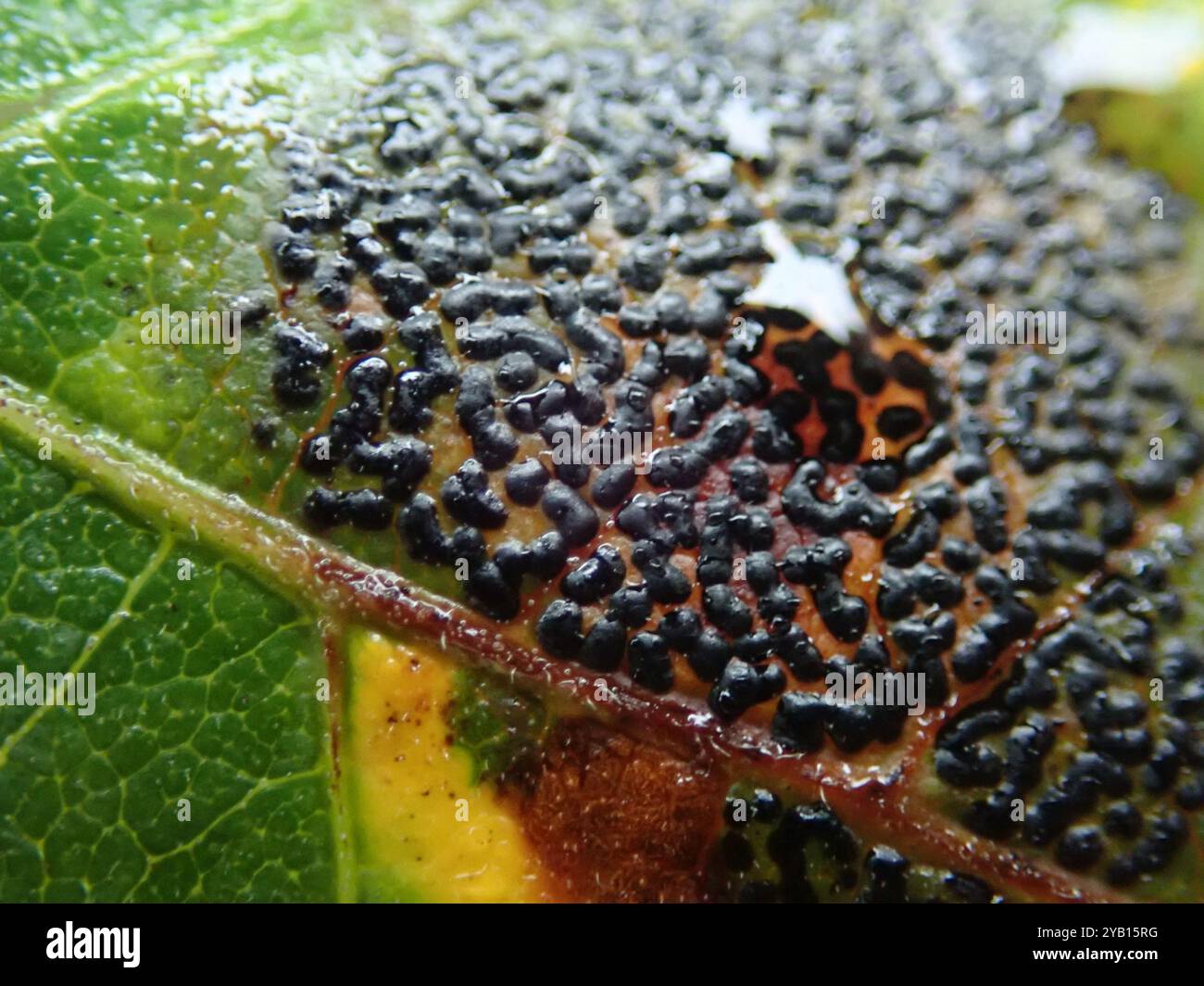 Speckled Tar Spot (Rhytisma punctatum) Fungi Stock Photo - Alamy